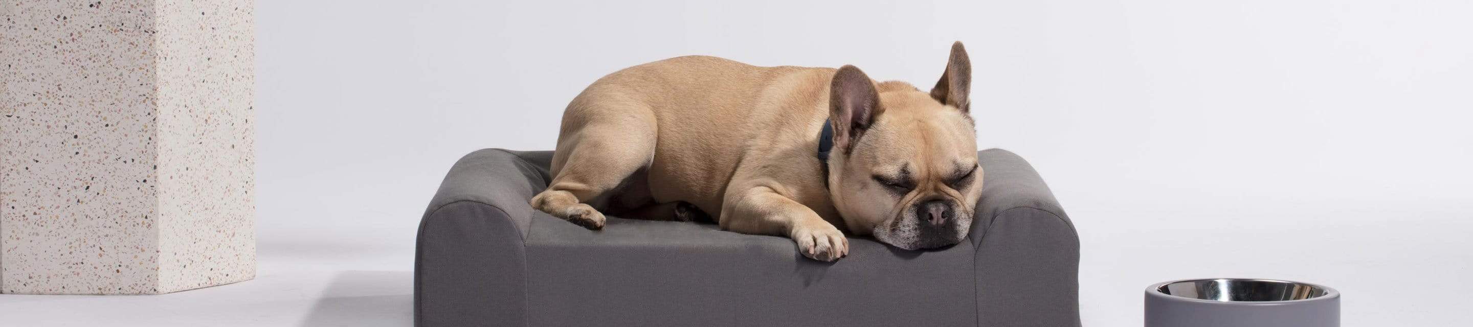 Wild One | Better Essentials For Dogs