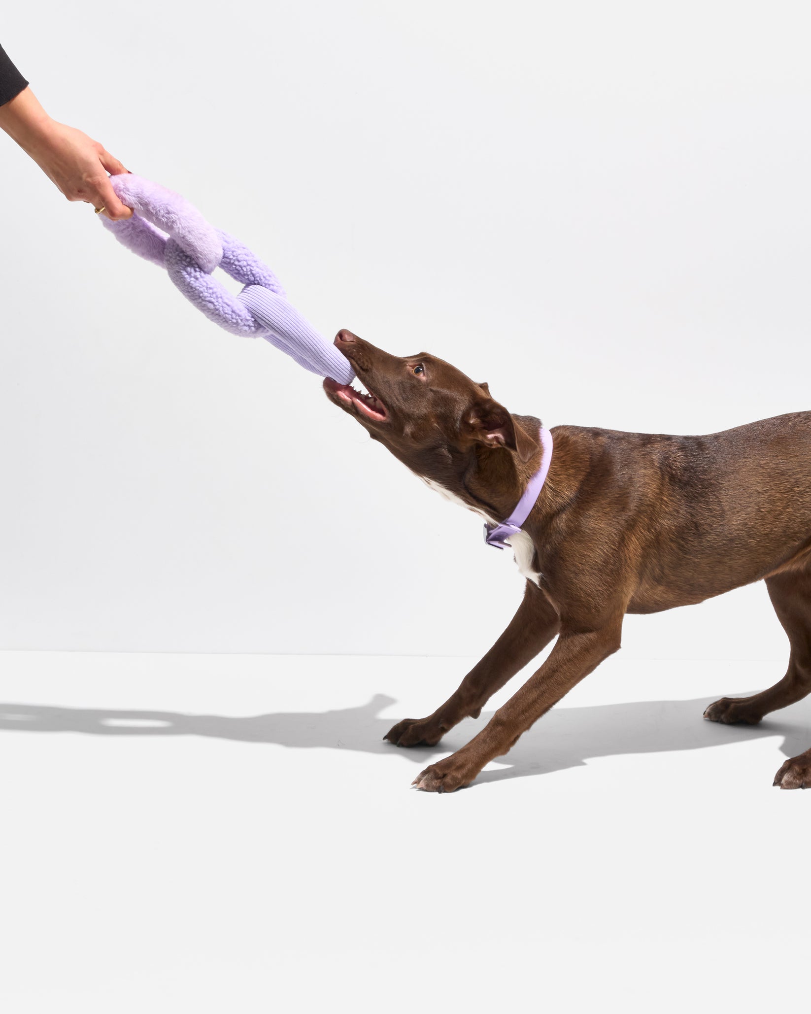 Chew Chain Dog Toy | Wild One