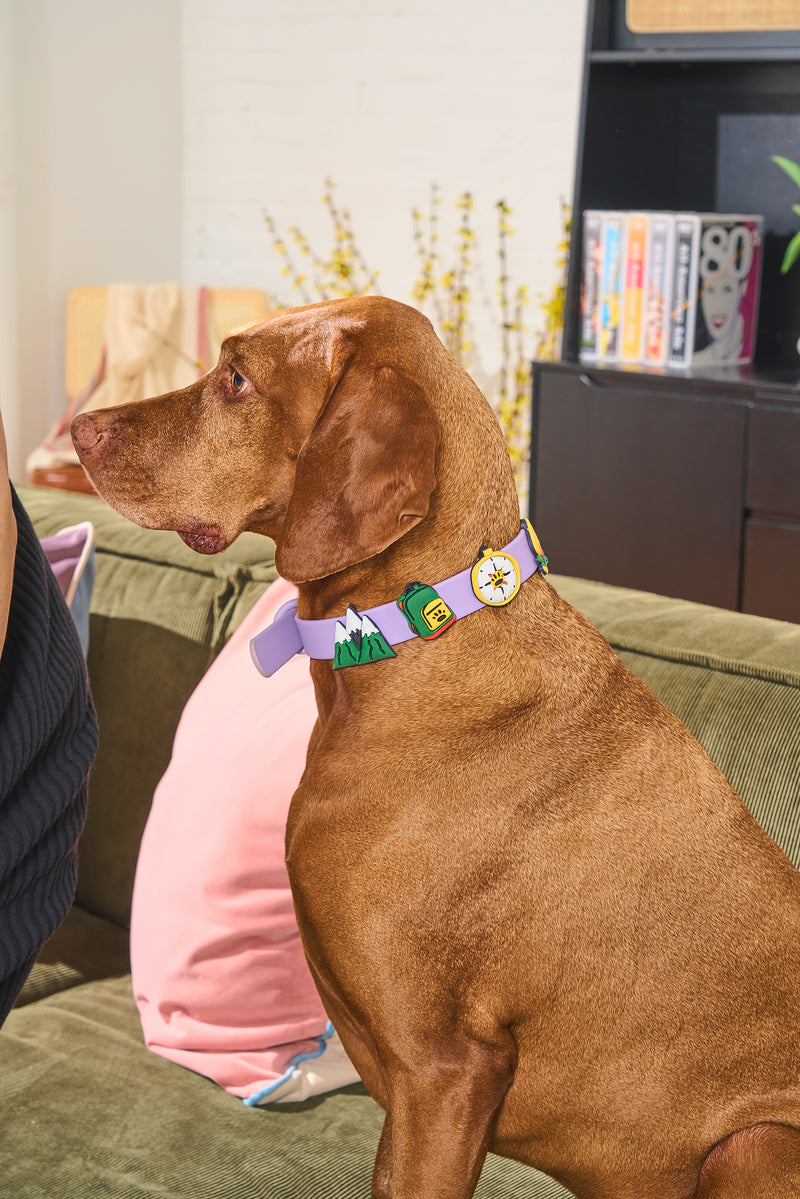 Introducing The Air Collection – Wild One