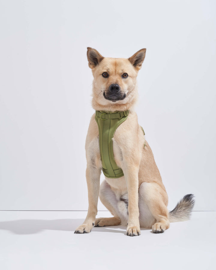 Wild One | Better Essentials For Dogs