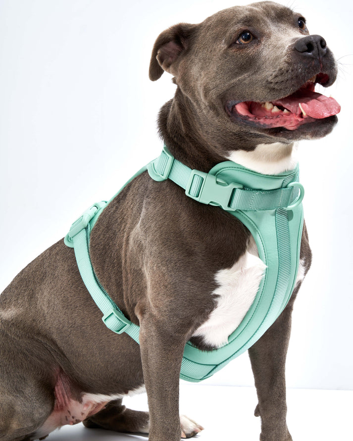 Comfort Dog Harness | Wild One