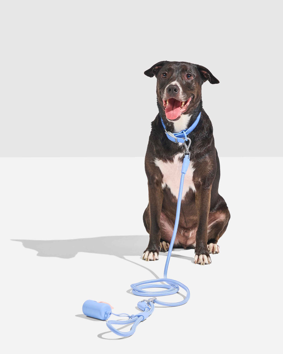 Dog Walking Essentials | Wild One