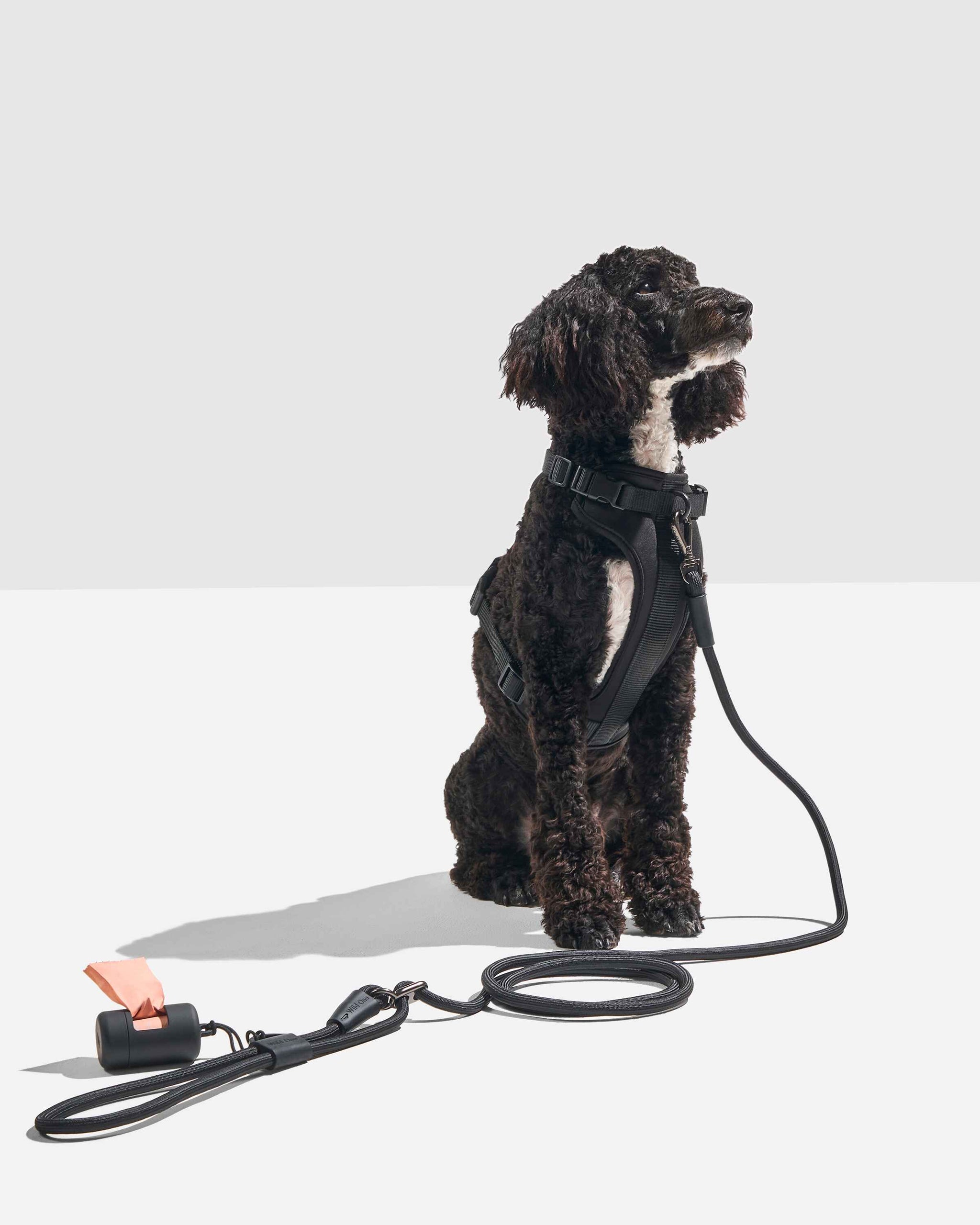 Hands-Free Rope Leash | Wild One