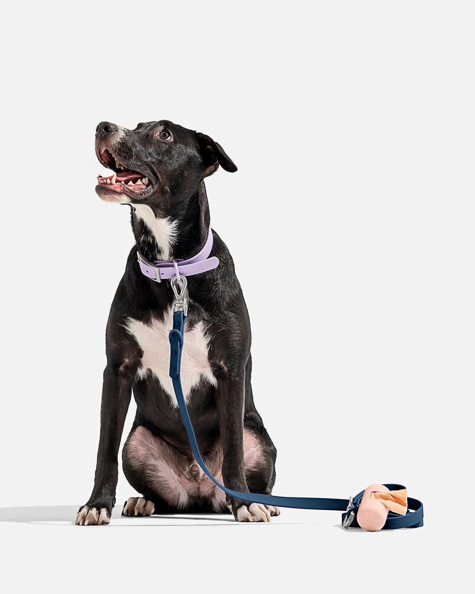 Dog Walking Essentials | Wild One