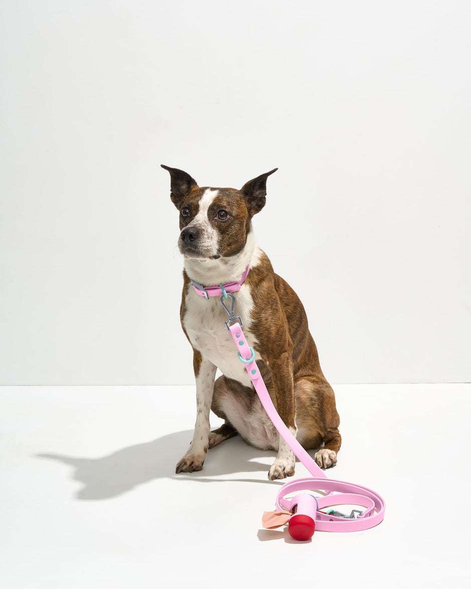 Dog Walking Essentials | Wild One