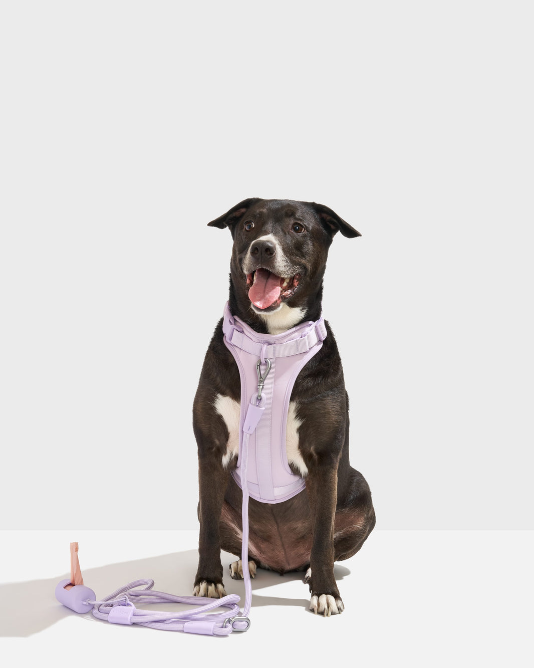 Dog Walking Essentials | Wild One