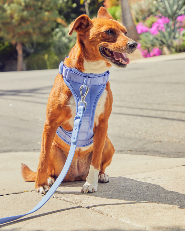 Dog Walking Essentials | Wild One