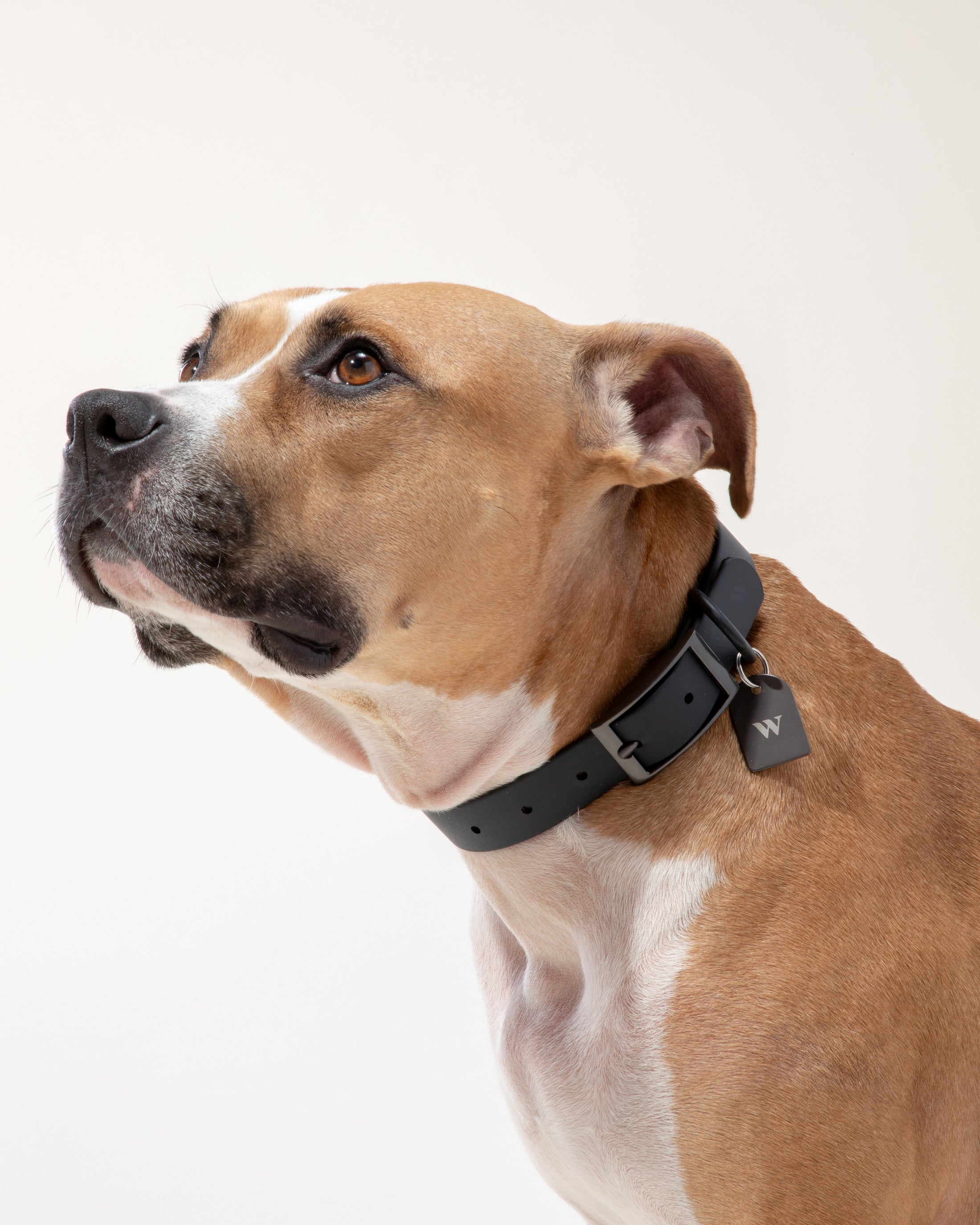 Custom Dog Tag | Wild One