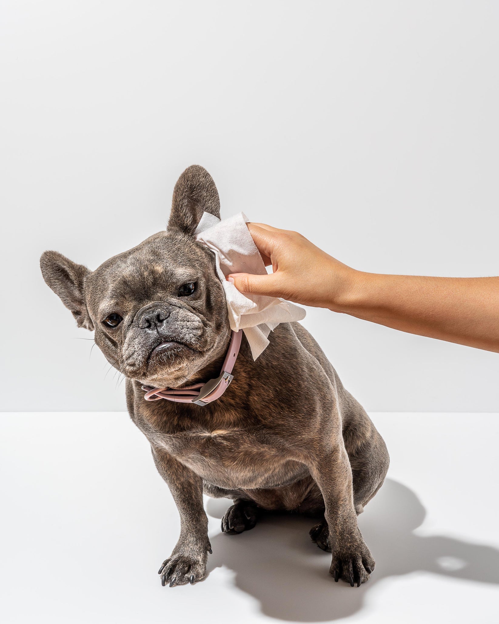 Dog Bath & Grooming Wipes | Wild One