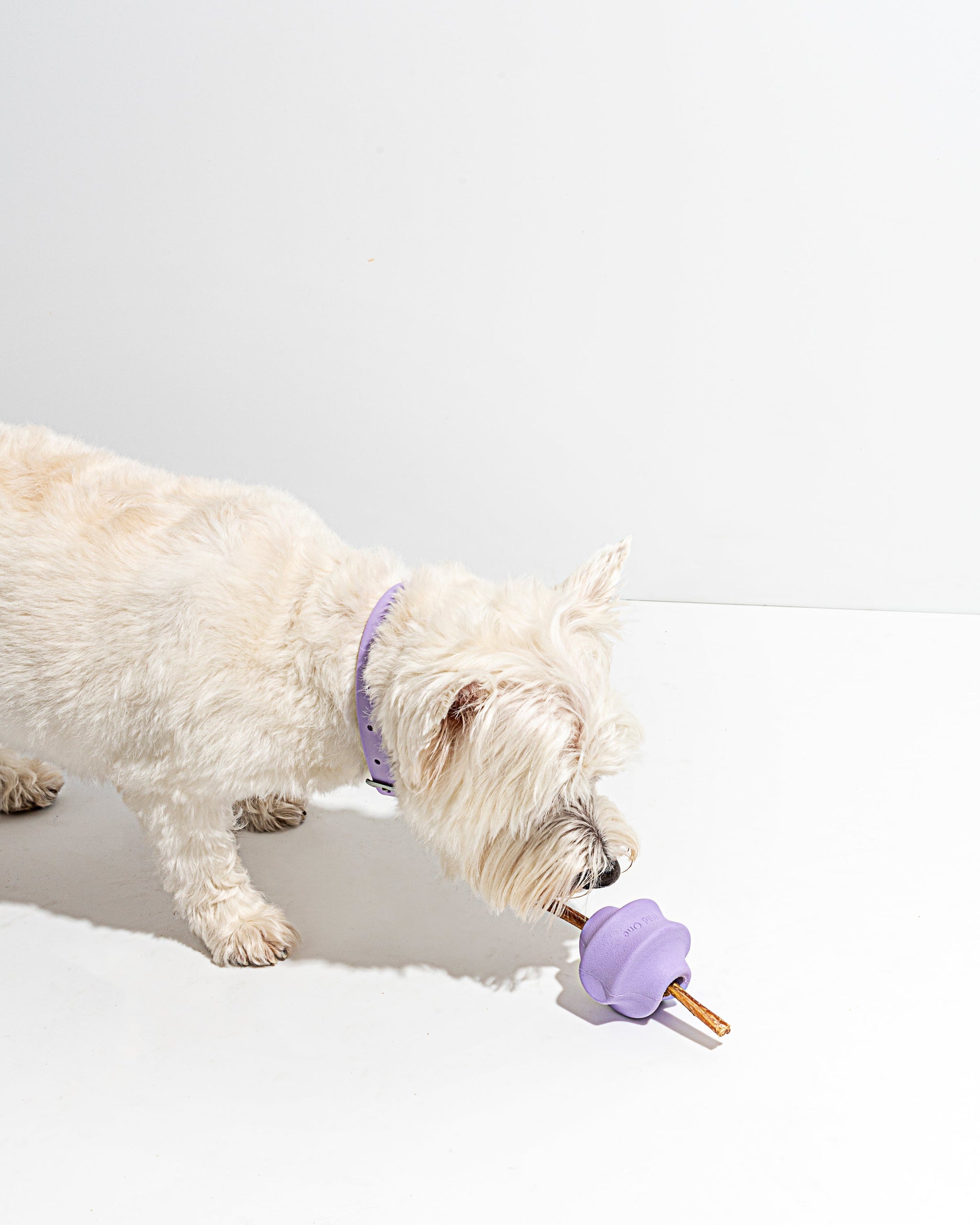 Twist Toss | Fetch Toys For Dogs | Wild One