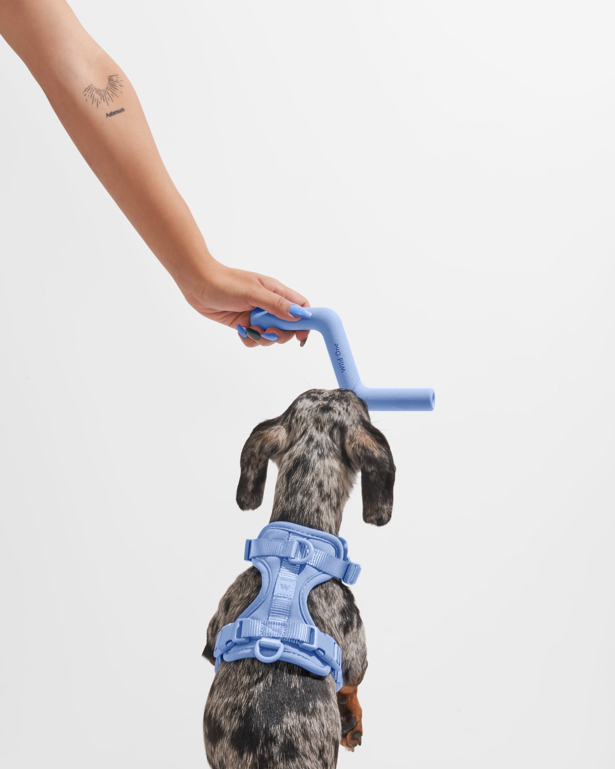 Bolt Bite Dog Chew Toy | Wild One