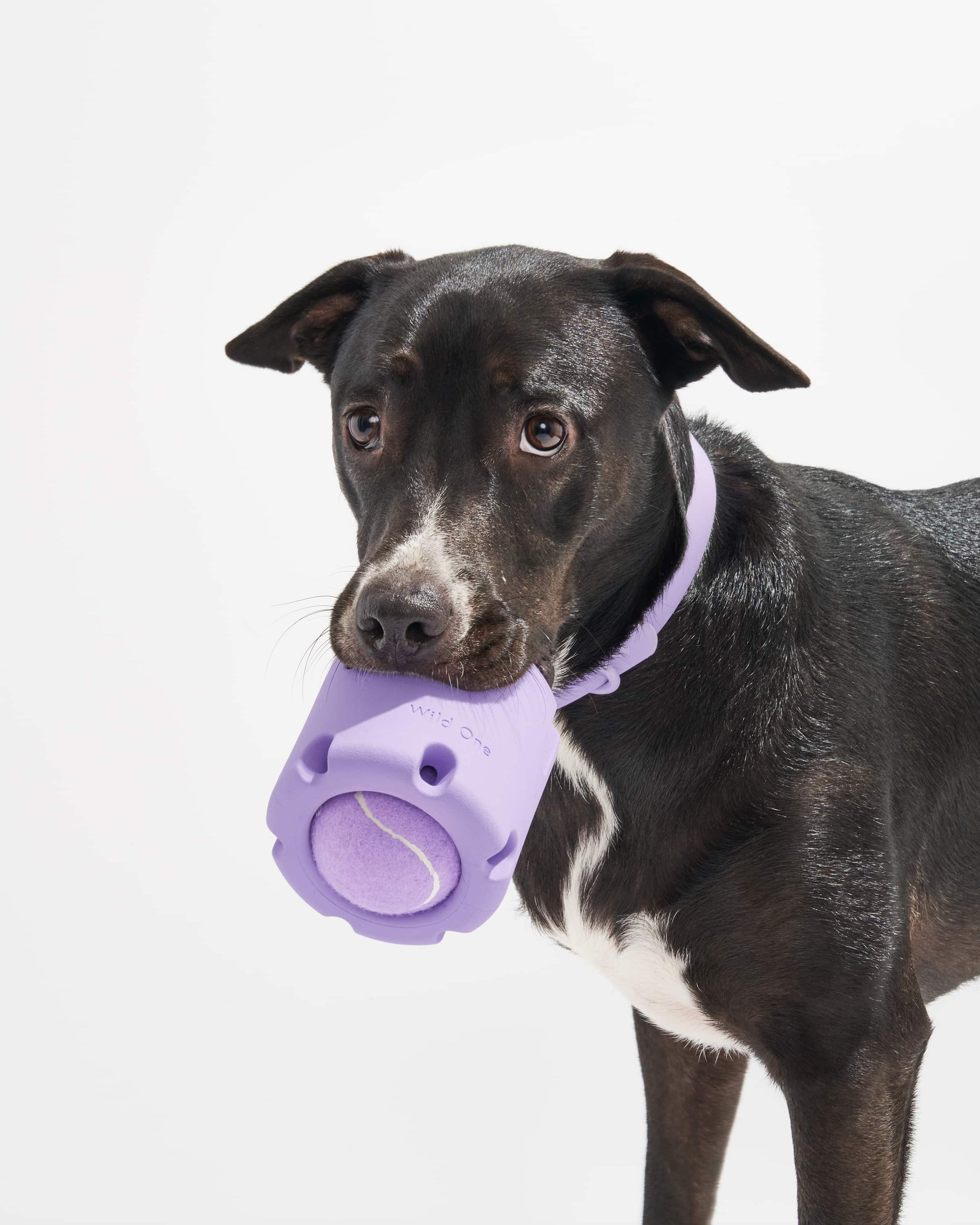 Tennis Tumble Puzzle Toy For Dogs | Wild One