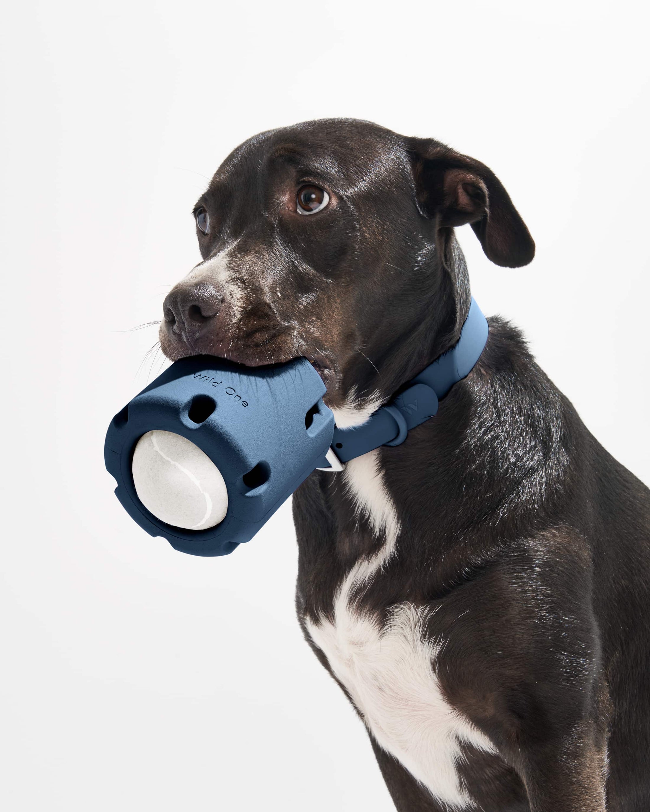 Tennis Tumble Puzzle Toy For Dogs | Wild One