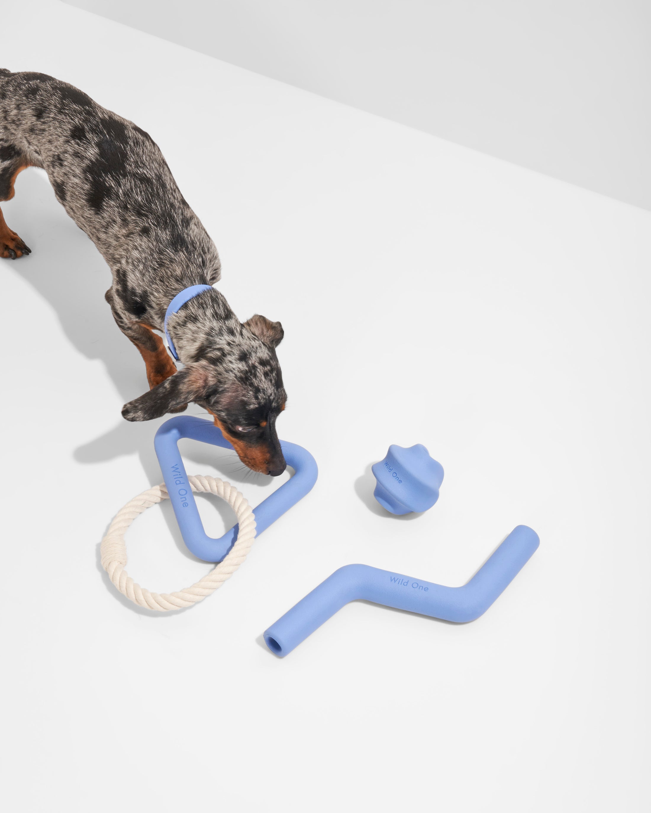 Dog Toy Set | Wild One