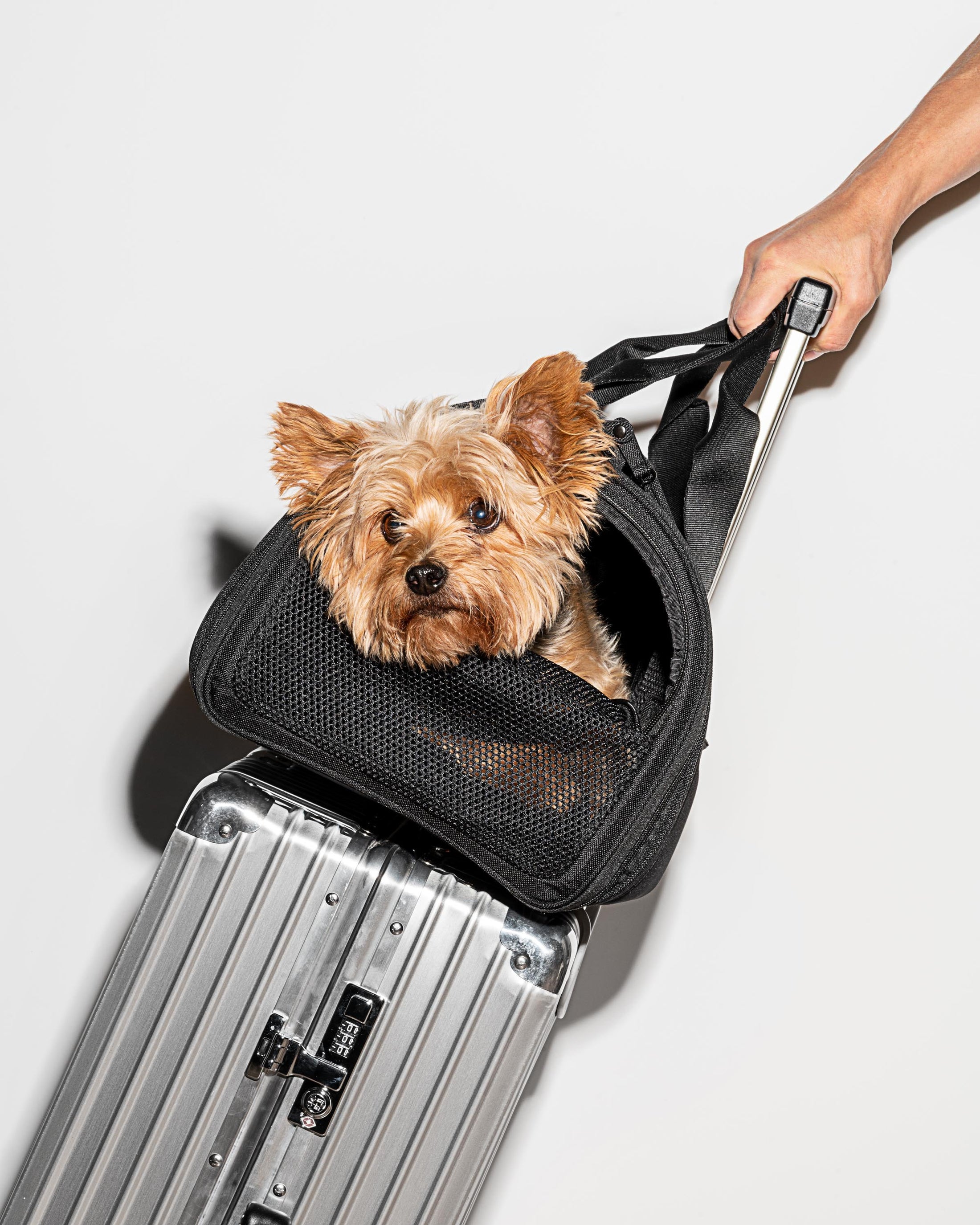 Wild One | Airline Approved Pet + Dog Carrier | Travel-Safe