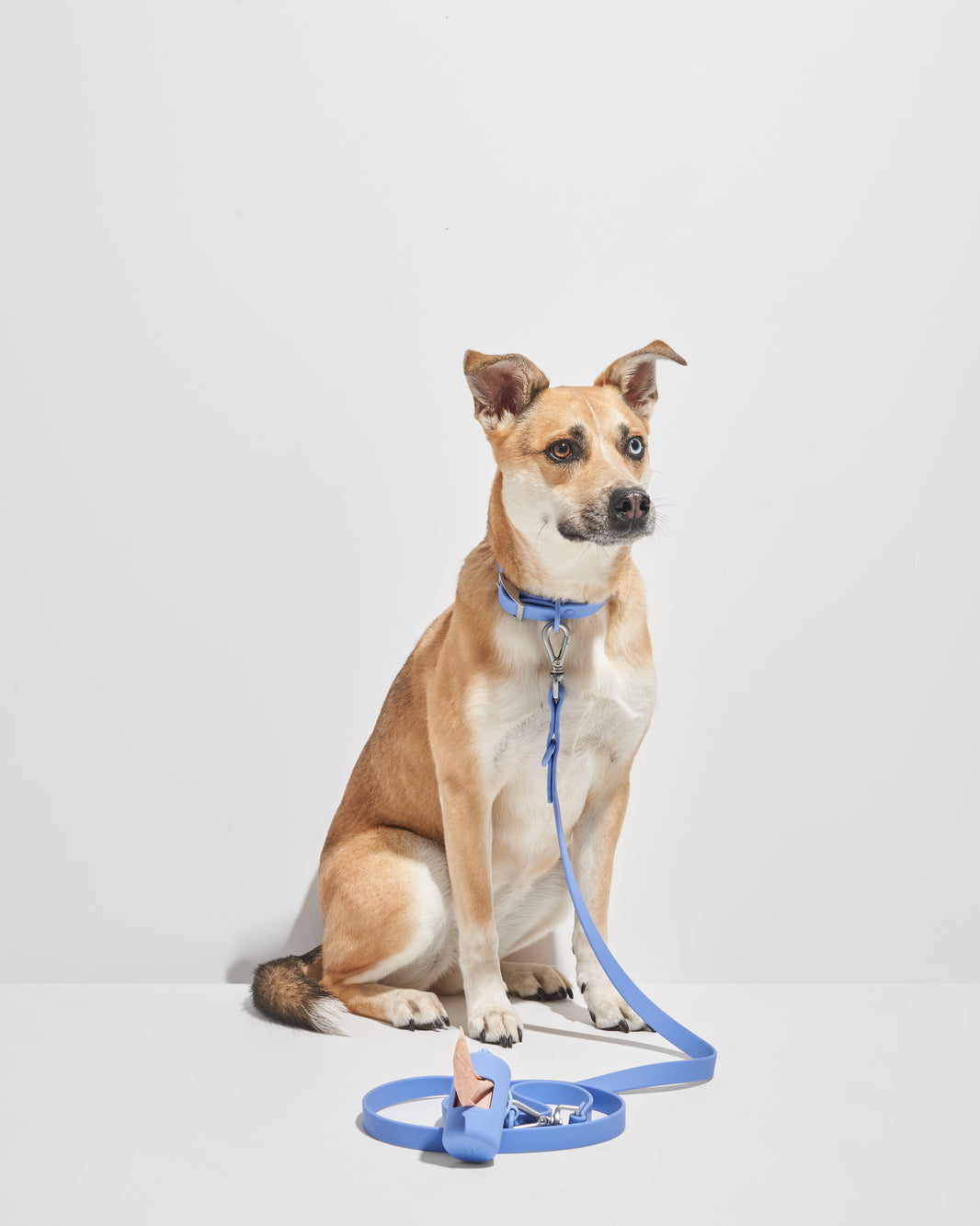 Dog Walking Essentials | Wild One